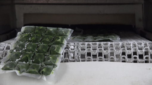 Wheatgrass Juice From The Stem Family Farm