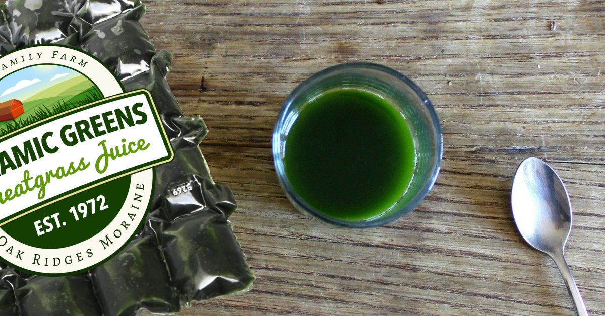 buy wheatgrass in toronto, on | Dynamic Greens Wheatgrass Juice